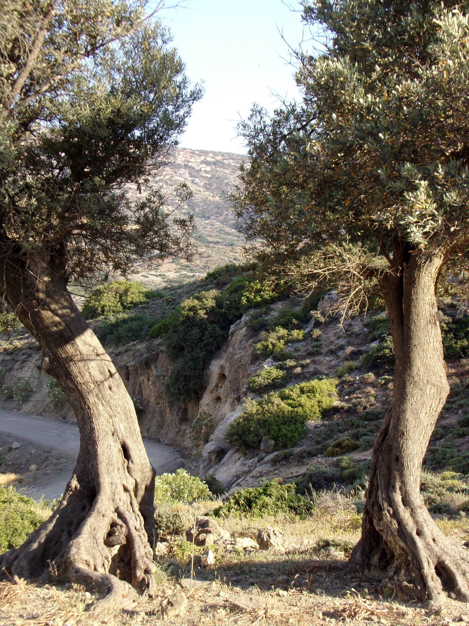 Leaf and Tree – Grandmas All Natural Soap